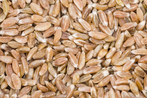 ¿Que es la espelta y de donde viene? Conoce sus beneficios. - Semilla viva