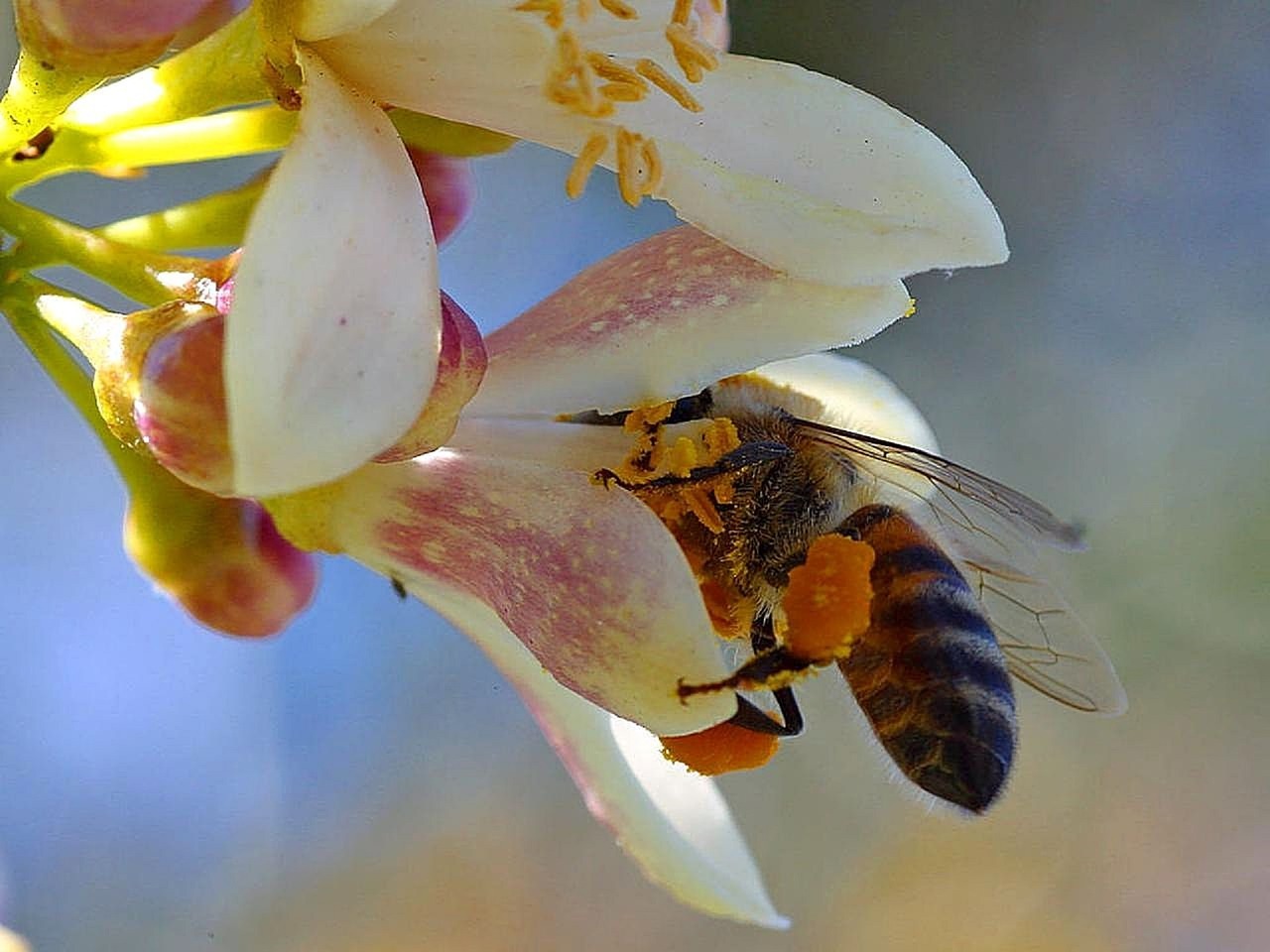 ¿Como hacen la miel las abejas? - Semilla viva